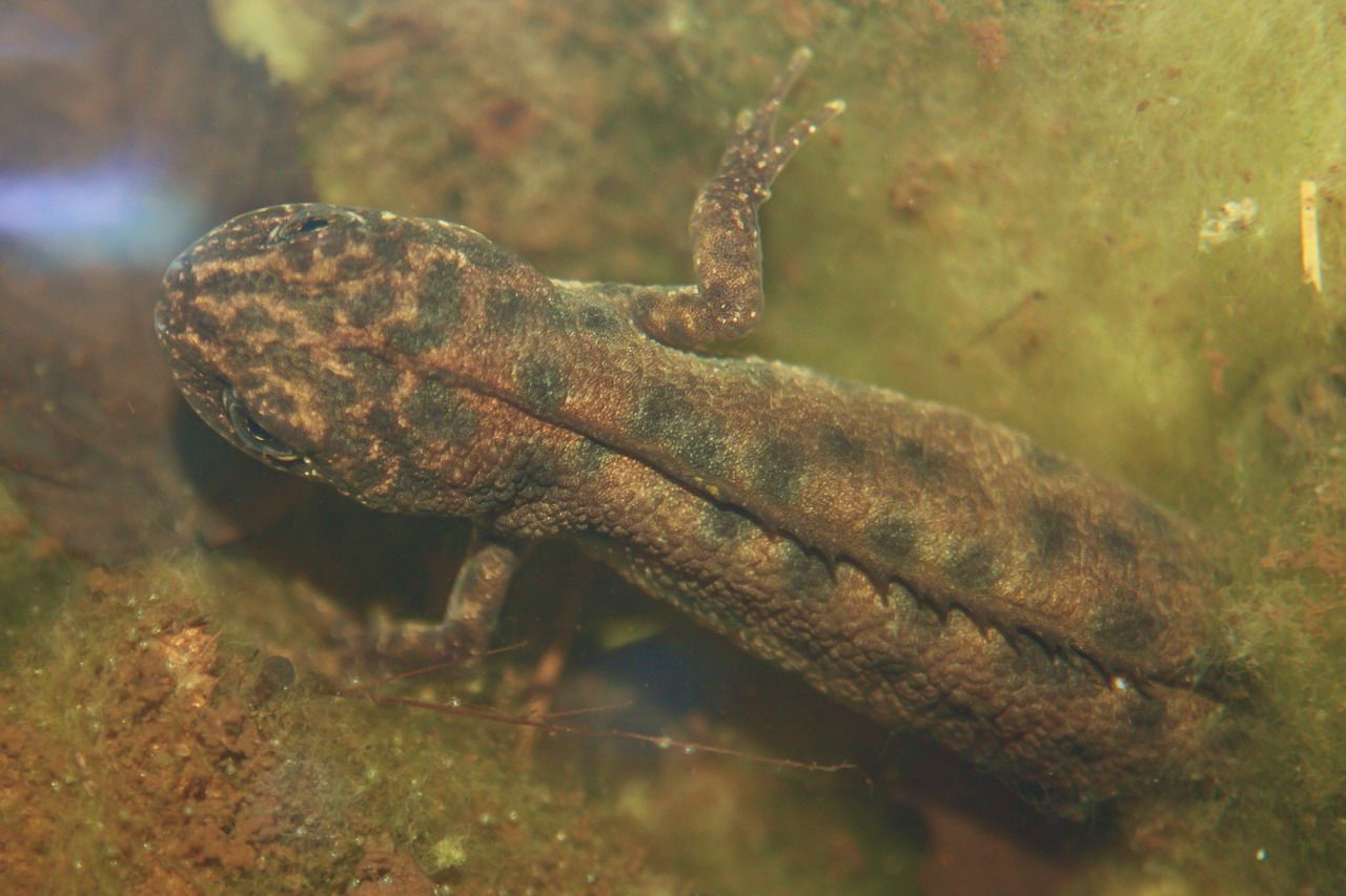 Salamandridae - Triturus carnifex , Natura Mediterraneo | Forum Naturalistico